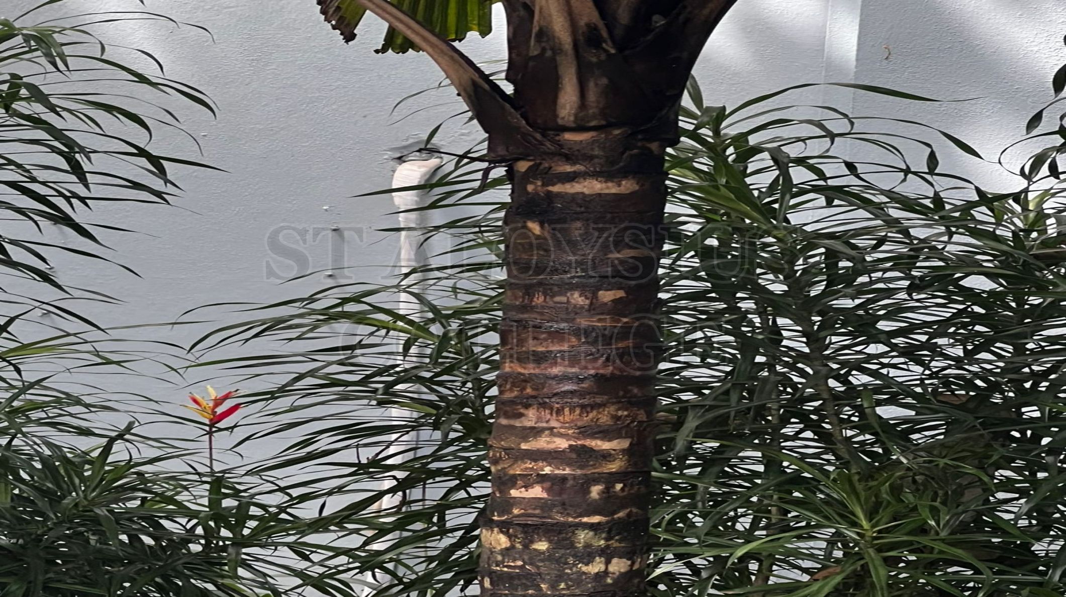 Kali-musli - St. Aloysius College Green Campus