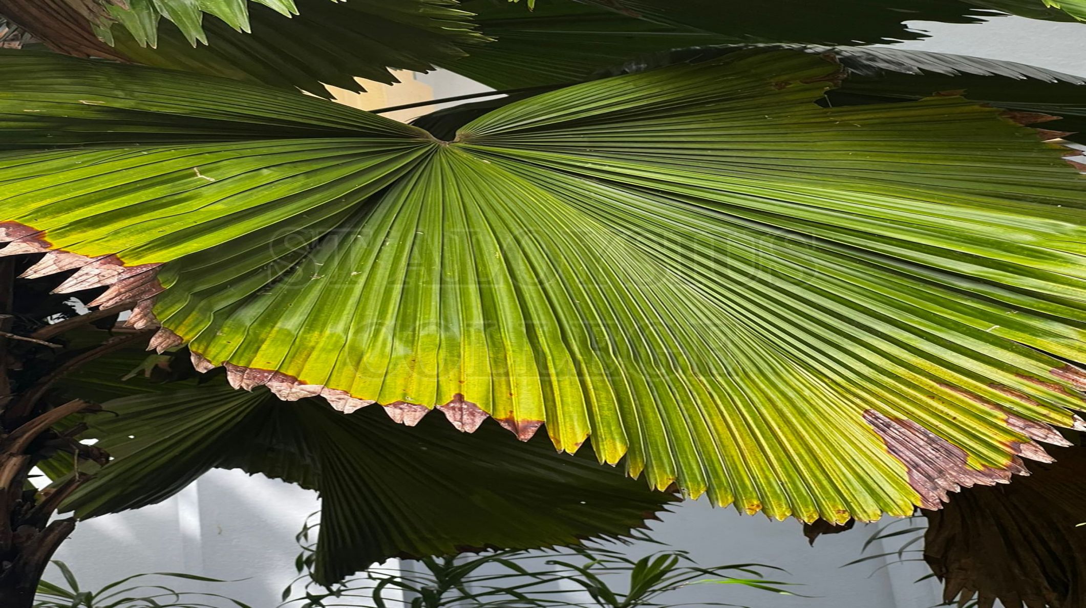 Kali-musli - St. Aloysius College Green Campus