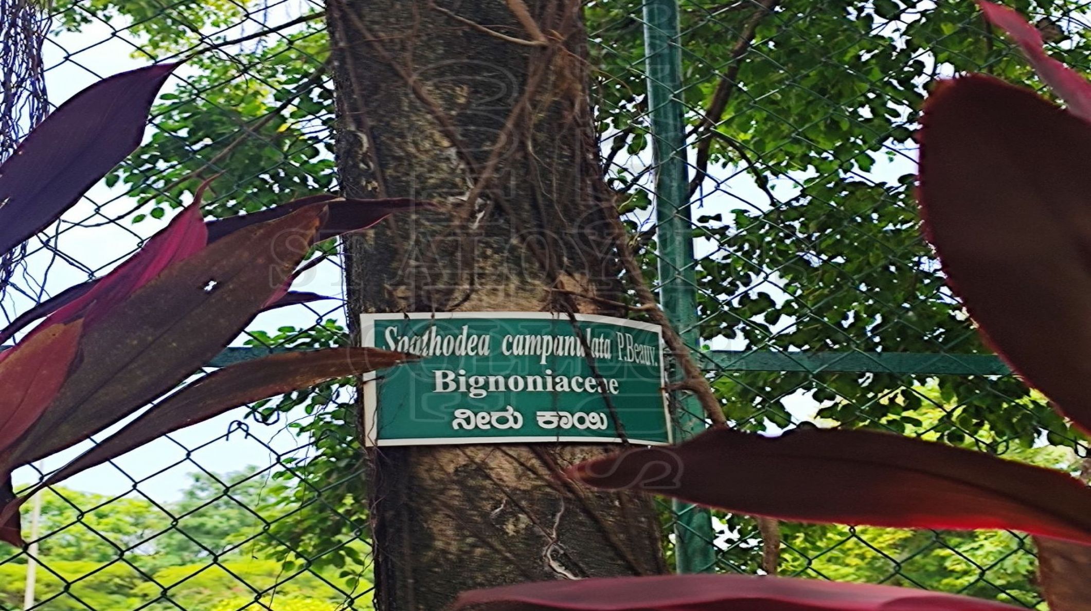 The African Tulip Tree - St. Aloysius College Green Campus