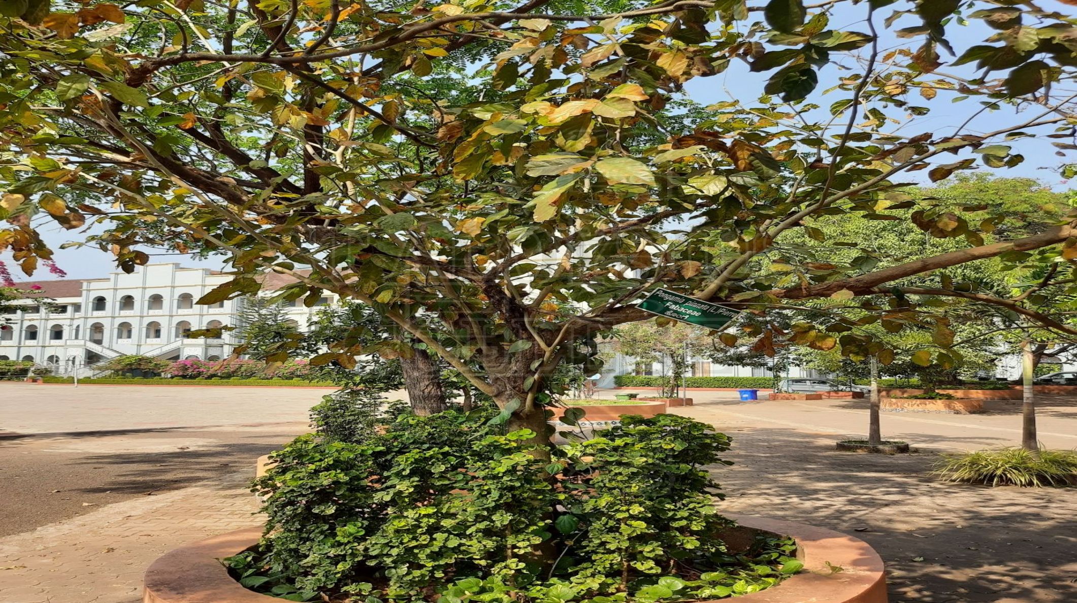 Pongamia Pinnata - St. Aloysius College Green Campus